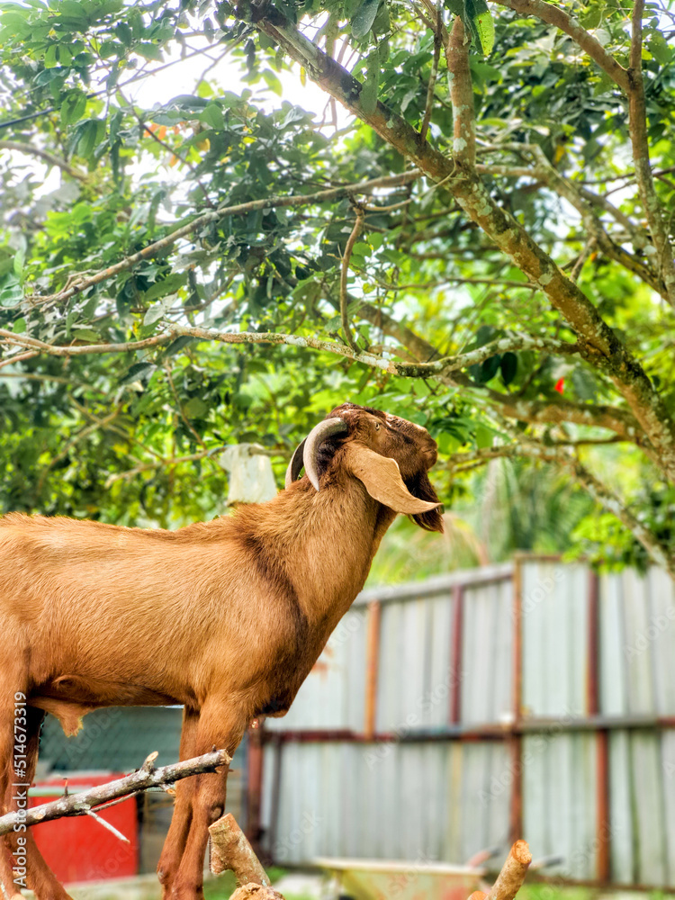 Goat for Qurban Eid al-Adha. Eid al-Adha is an Islamic festival to ...