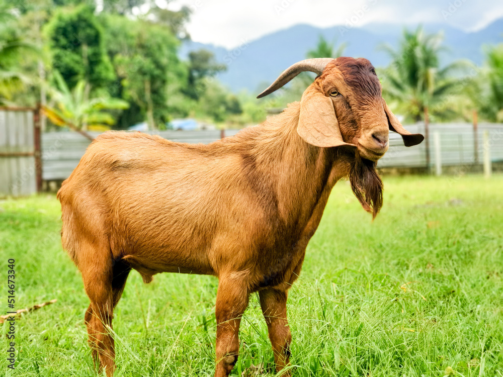 Foto de Goat for Qurban Eid al-Adha. Eid al-Adha is an Islamic festival ...