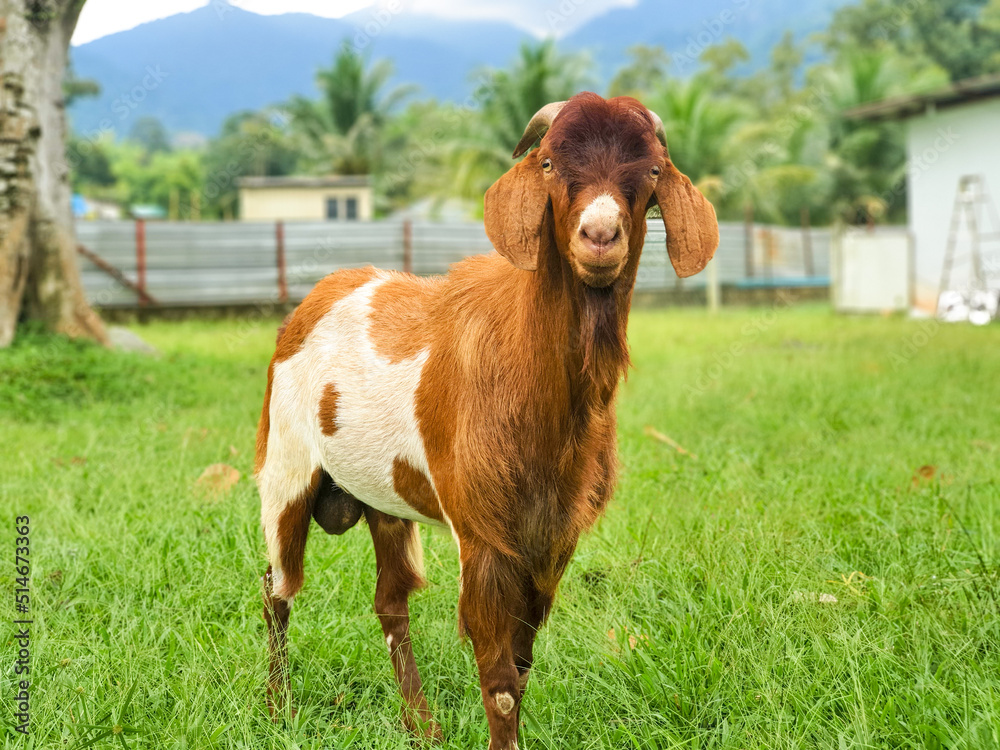 Goat for Qurban Eid al-Adha. Eid al-Adha is an Islamic festival to ...