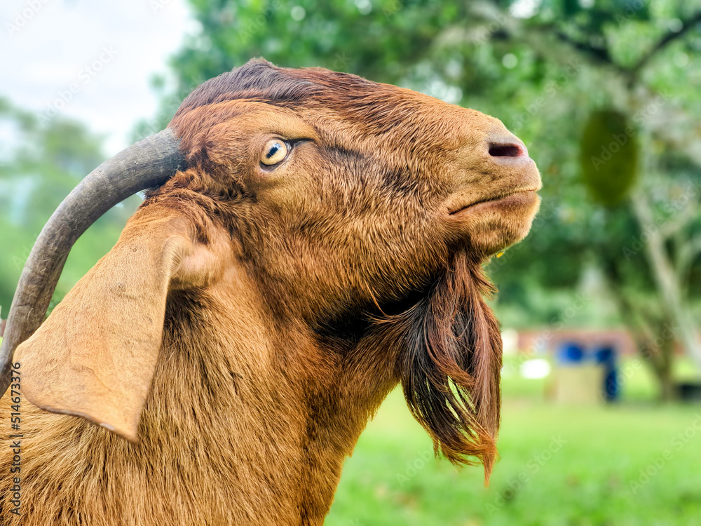 Goat for Qurban Eid al-Adha. Eid al-Adha is an Islamic festival to ...