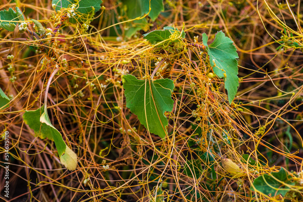Amar bail or dodder (Cuscuta) - yellow parasitic plant without leaves ...