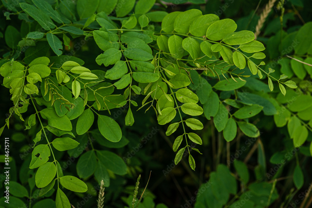 Beautiful green , Bright green leaves of young acacia, Fresh foliage ...