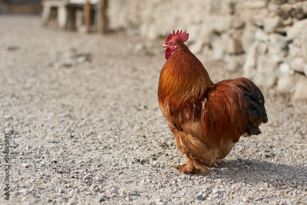 Cute Rooster running free on Farm. Chicken on Sand surface Stock Photo ...