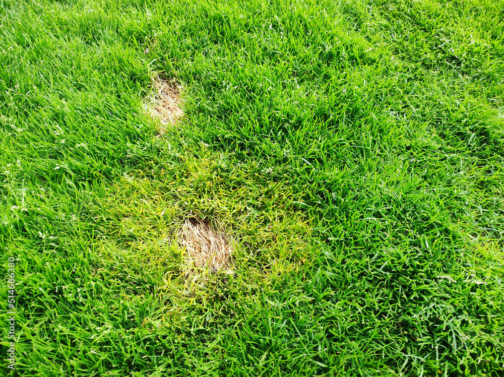 Lawn problem due to drought. Grass mushroom. Grass diseases in the ...