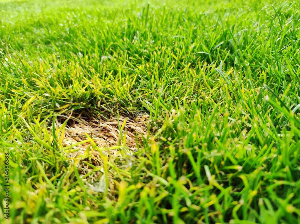 Foto de Lawn problem due to drought. Grass mushroom. Grass diseases in ...
