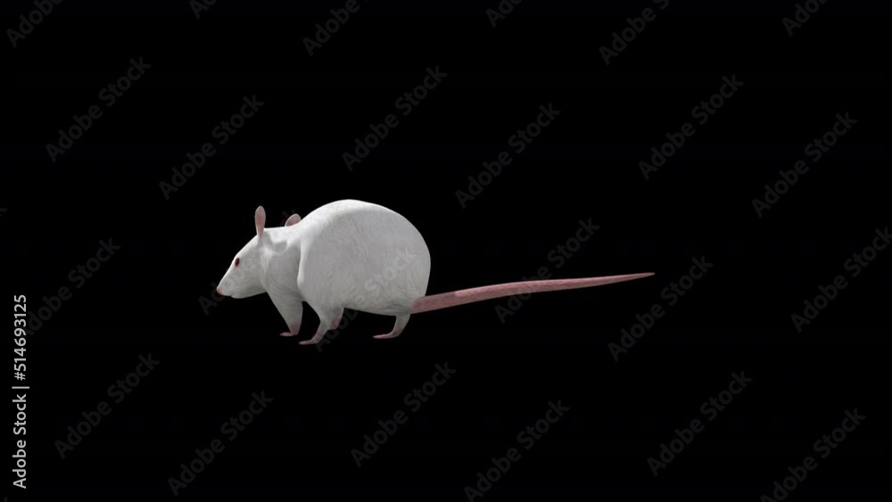 White Rat Idle Front Side View, Animation.Full HD 1920×1080. 12 Second ...
