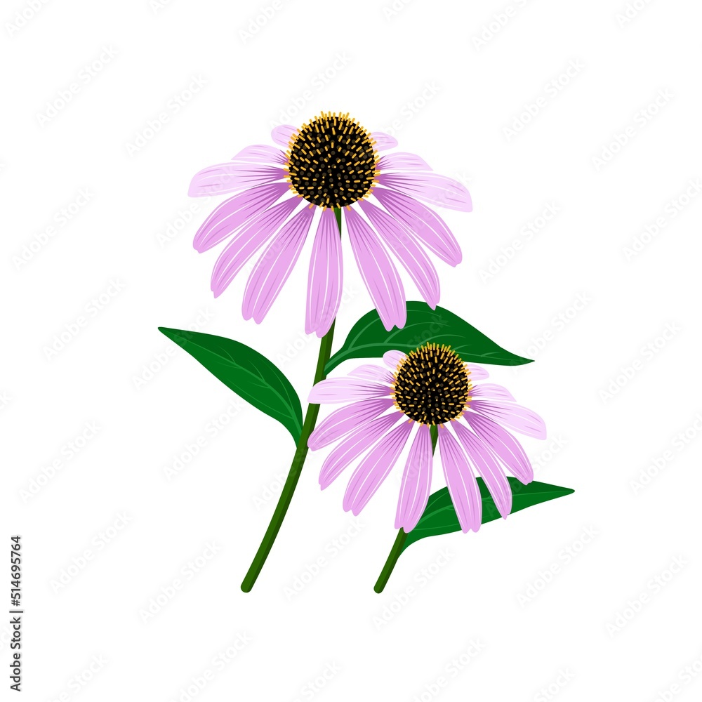 Vector illustration, Coneflower or echinacea, isolated on white ...