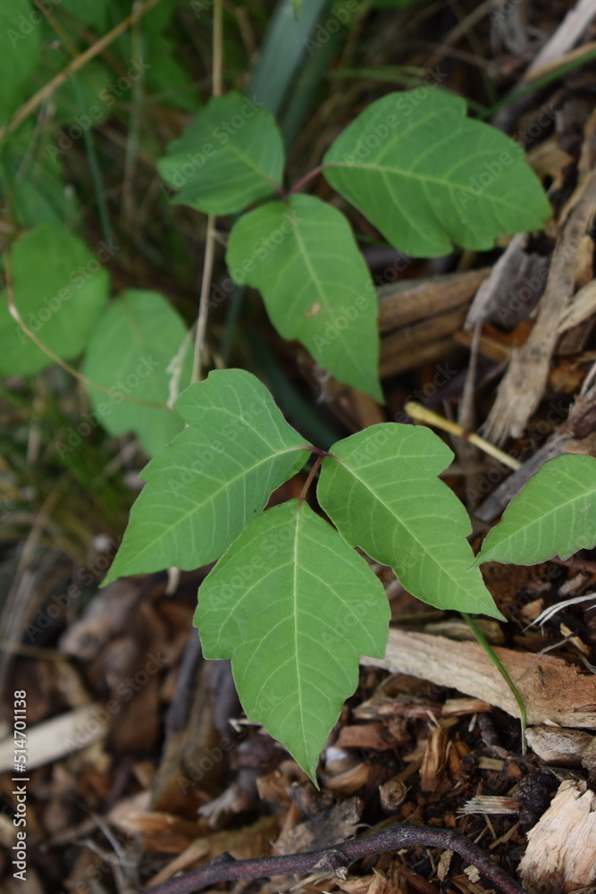 Poison Ivy Plant Stock Photo | Adobe Stock