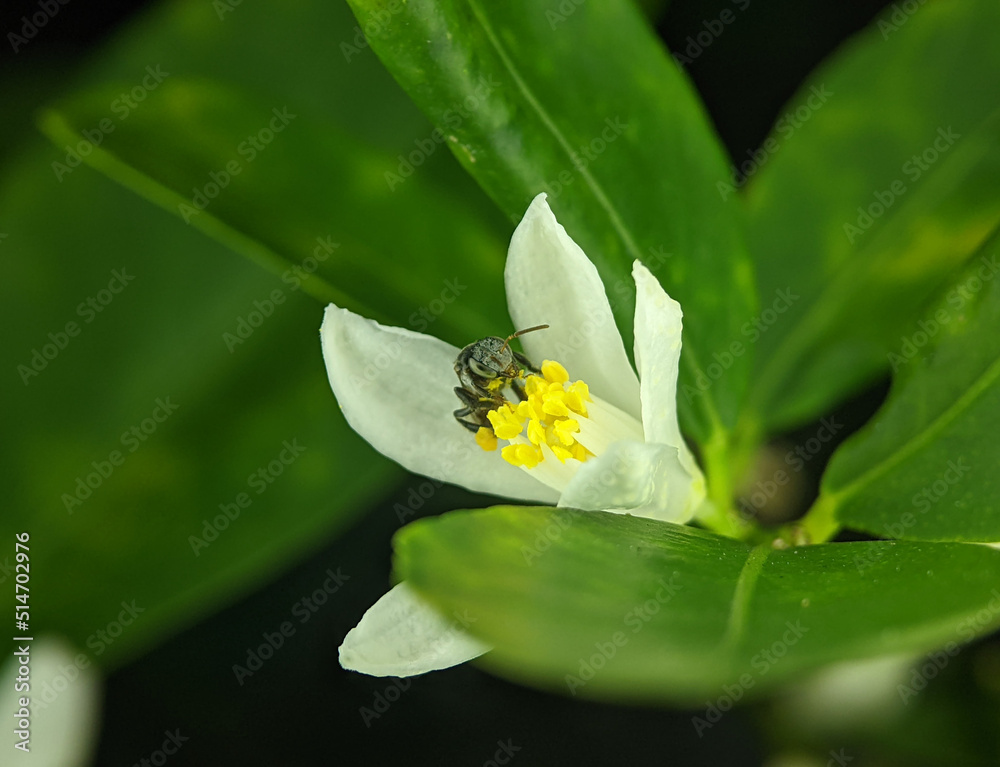 Stingless bees, sometimes called stingless honey bees or simply ...