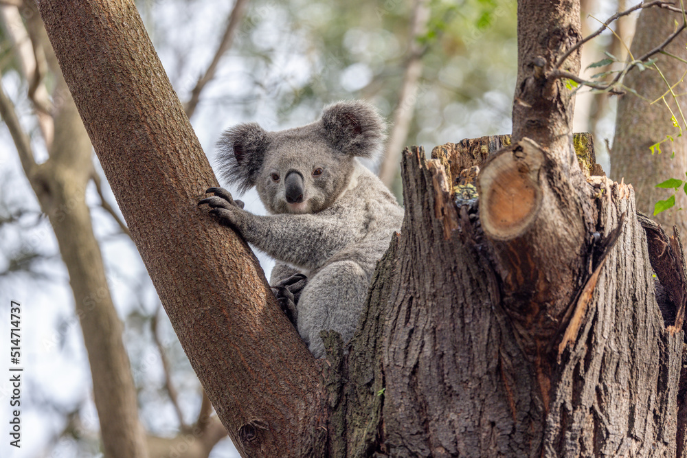 Koala (Phascolarctos cinereus) sitting on a tree fork, holding on to ...