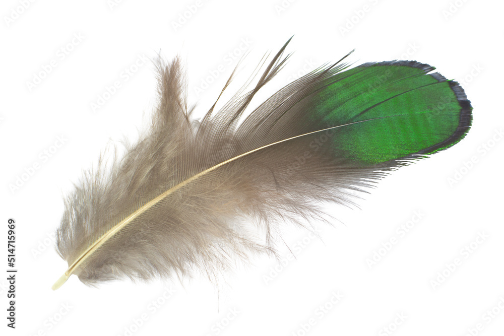 Beautiful peacock green feather isolated on white background Stock ...