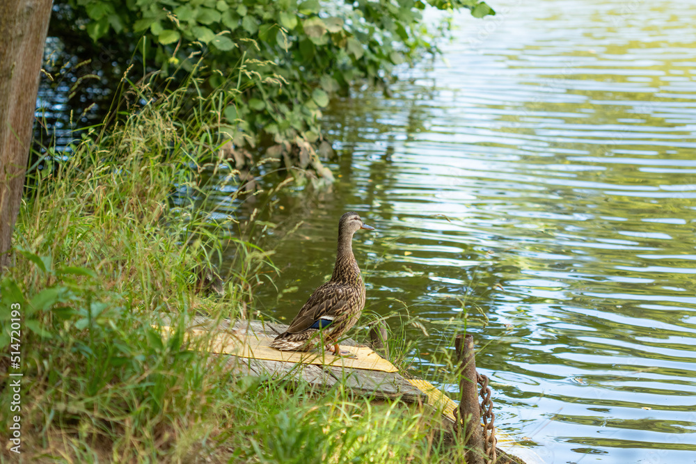 Duck in the park by the lake or river. Nature mallard mallard duck on ...