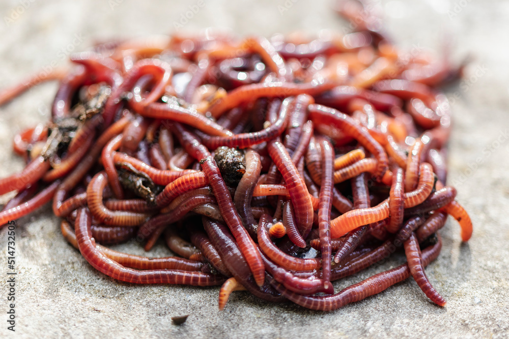 Breeding red worms Dendrobena. Fertile soil. Natural soil improvement ...