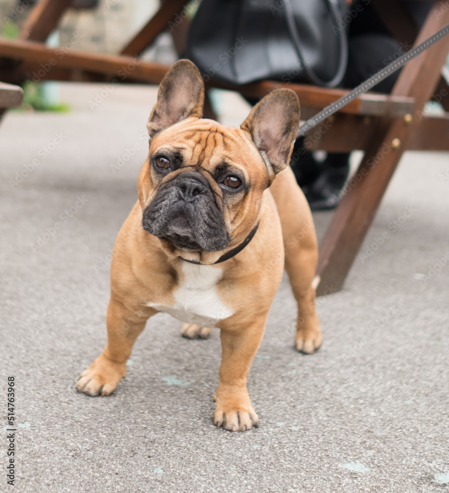 animal, animals, cute, bulldog, bulldogs, dog, dogs, miniature, toy ...