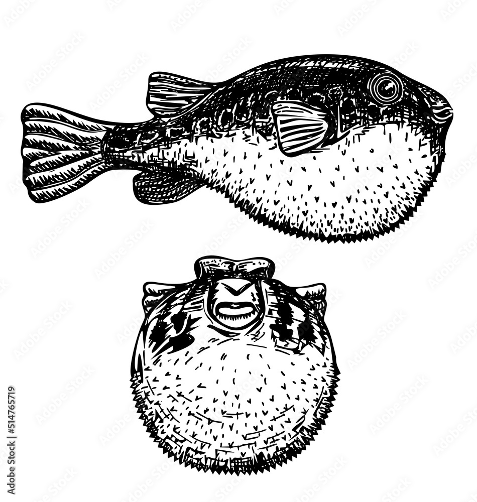 Fugu fish. Takifugu rubripes. Japanese puffer. Front view and side view ...