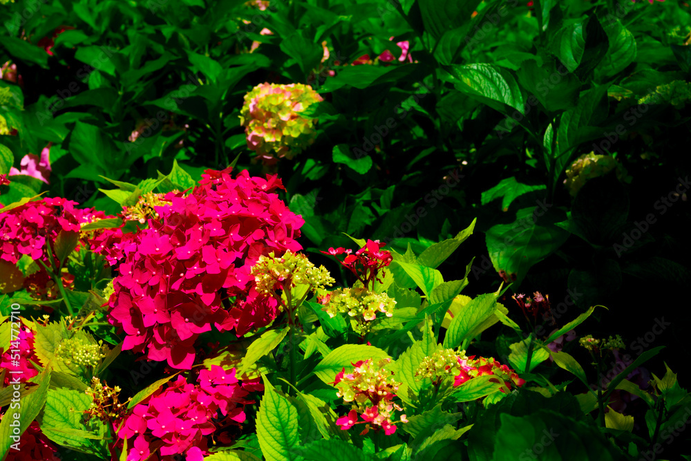 Red Hydrangea macrophylla, commonly referred to as bigleaf hydrangea ...