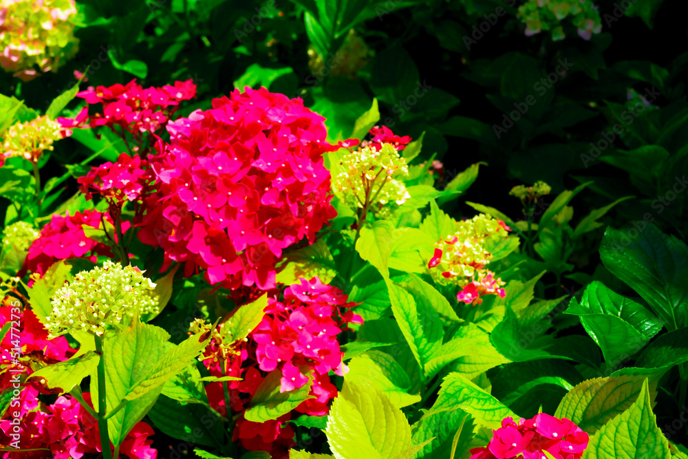 Red Hydrangea macrophylla, commonly referred to as bigleaf hydrangea ...
