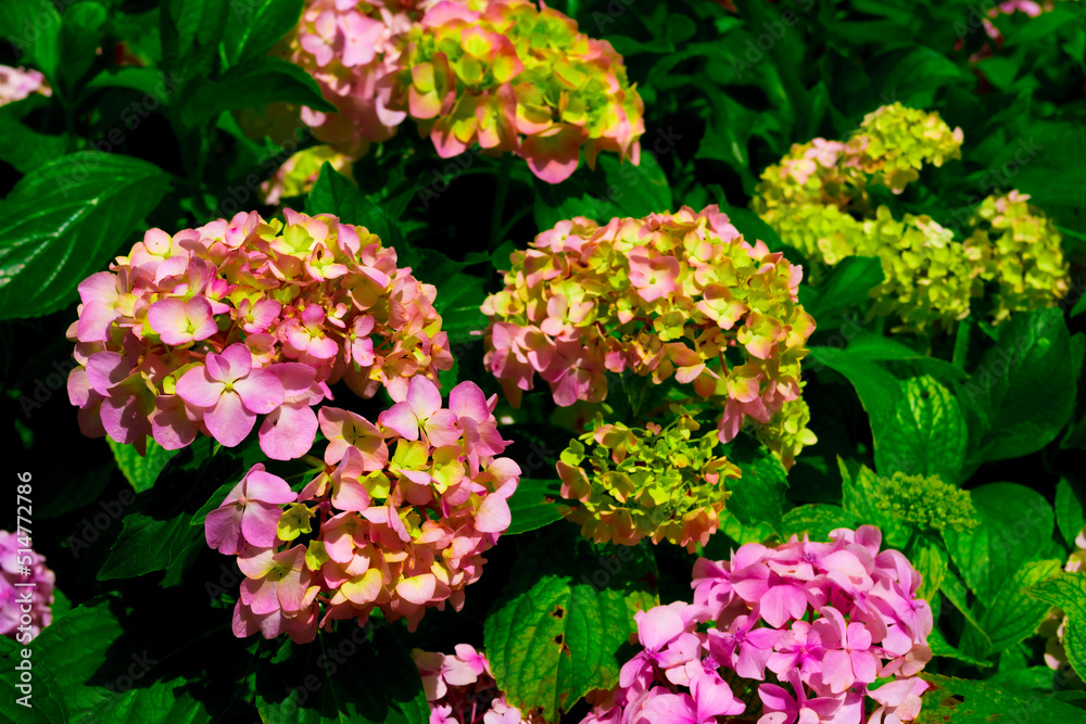 Red Hydrangea macrophylla, commonly referred to as bigleaf hydrangea ...