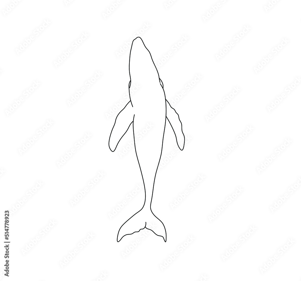 Vector isolated one whale top view or bottom view colorless black and ...