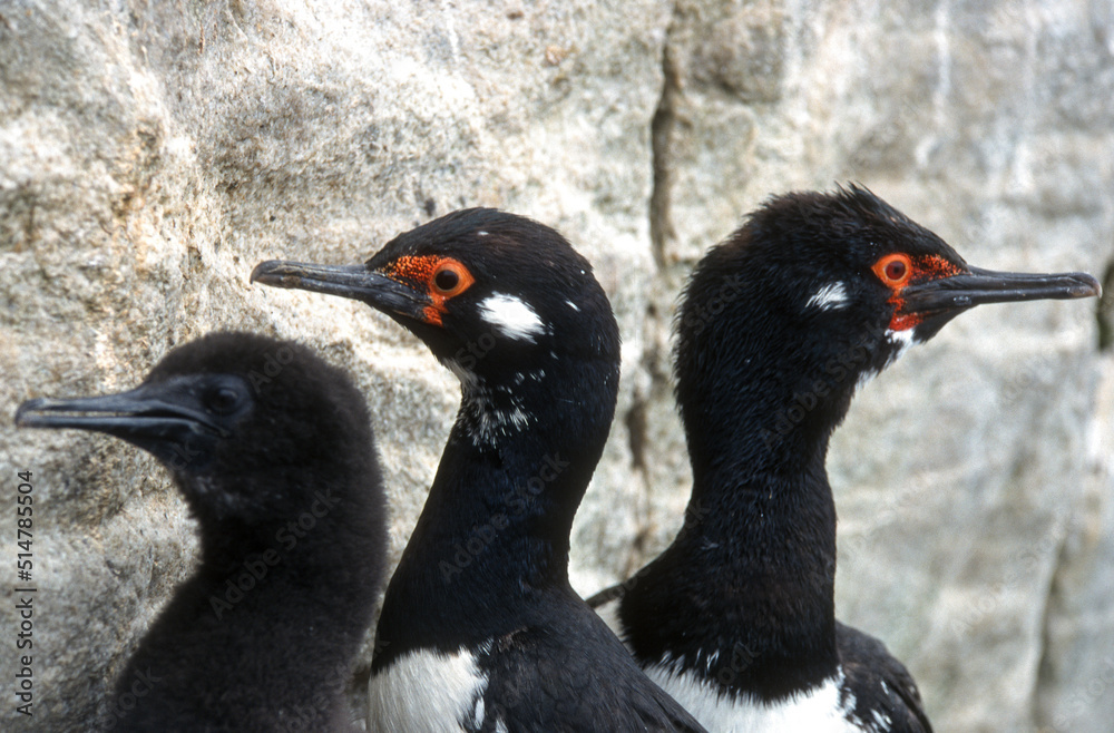 Cormoran de Magellan,.Phalacrocorax magellanicus, Rock Shag Stock Photo ...