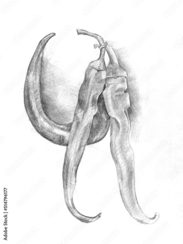 Hot peppers tied together hang on the wall. Food seasoning, chili ...