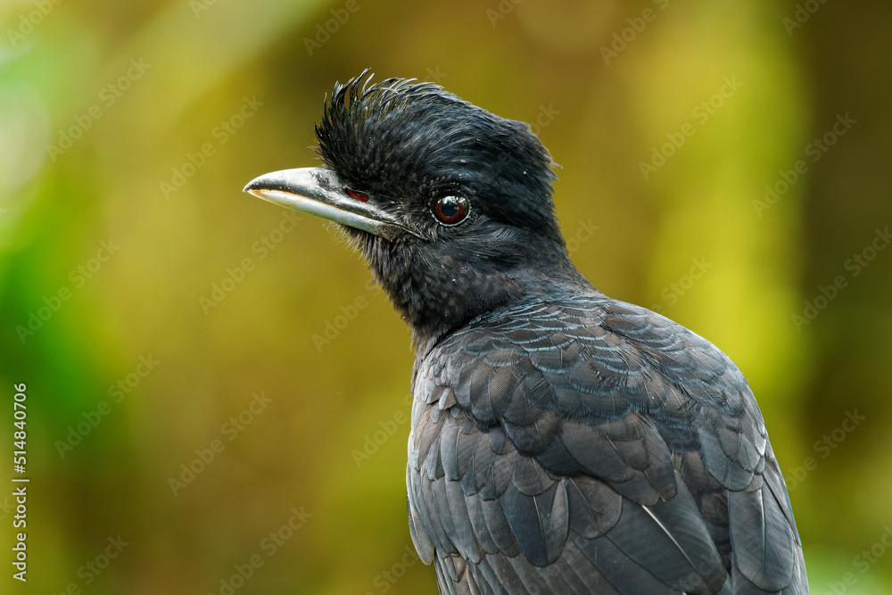 Long-wattled Umbrellabird - Cephalopterus penduliger, Cotingidae ...