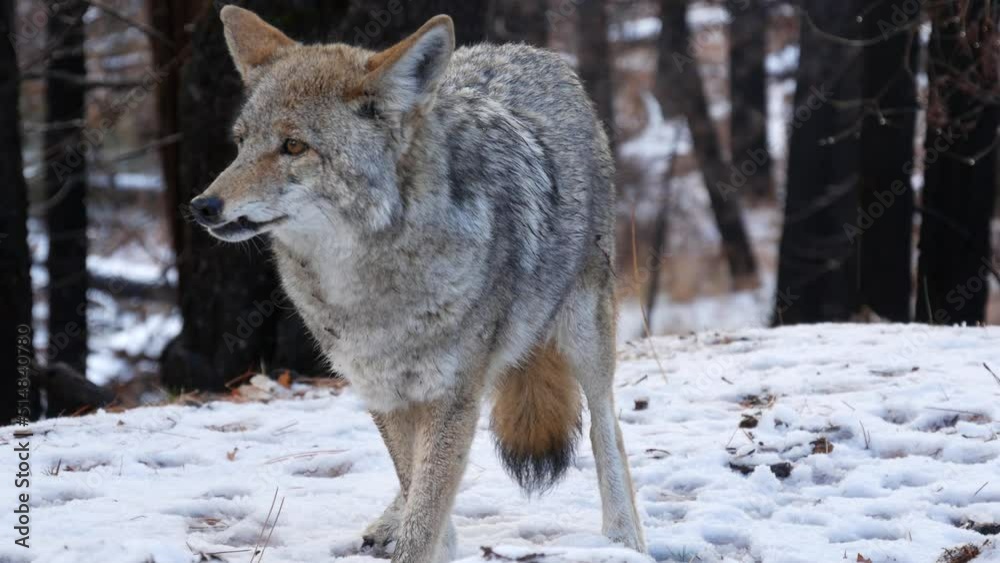 Wild furry wolf, gray coyote or grey coywolf, winter snowy forest ...