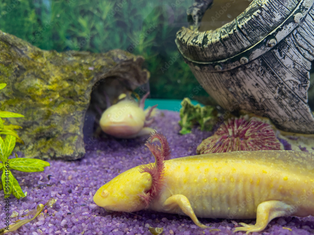 Axolotl Mexican underwater walking fish salamander in aquarium Stock ...