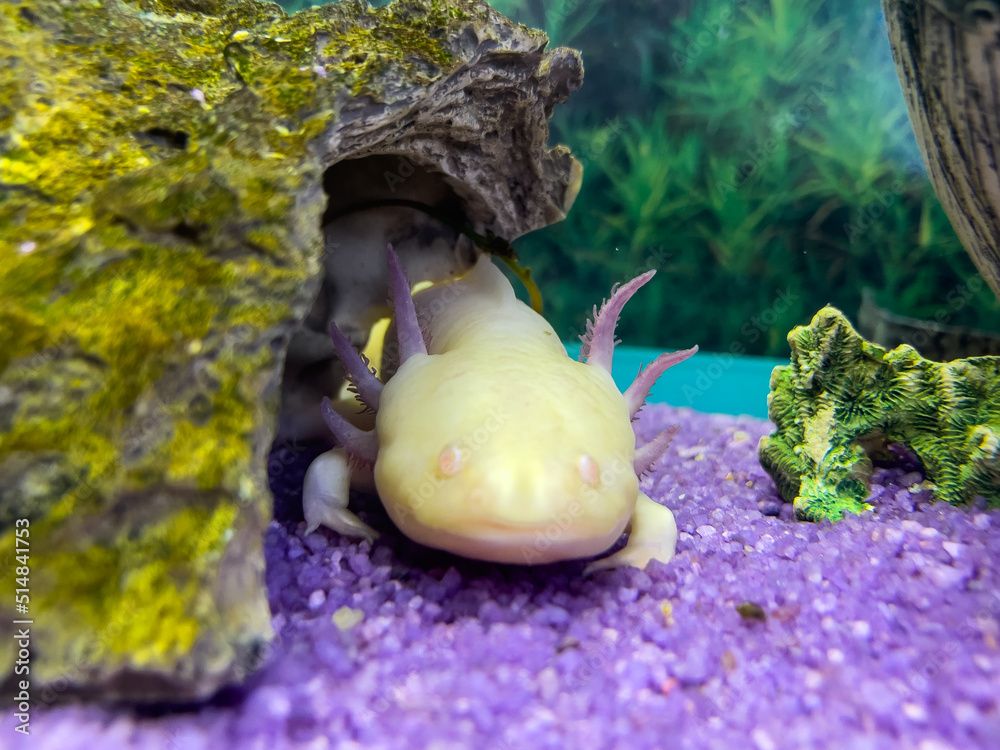 Underwater Axolotl portrait in an aquarium. Ambystoma mexicanum ...