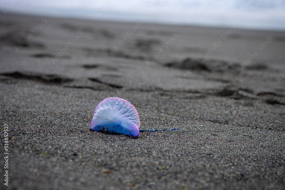 Dangerous animal on beach, portuguese man'o'war, jellyfish. Stock Photo ...