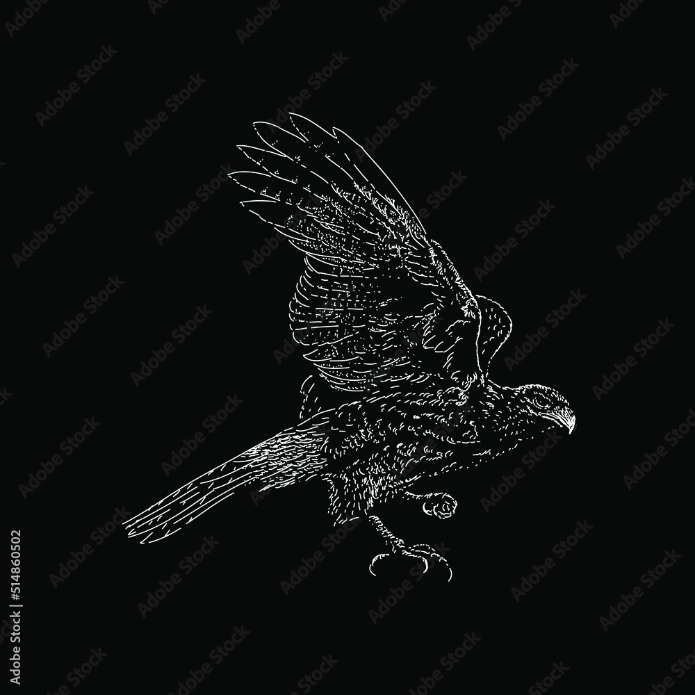 Harris Hawk hand drawing vector illustration isolated on black ...