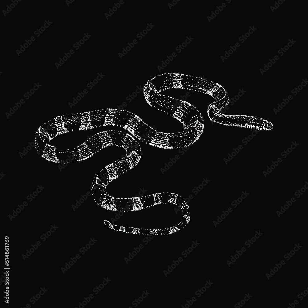 Malayan Krait hand drawing vector illustration isolated on black ...