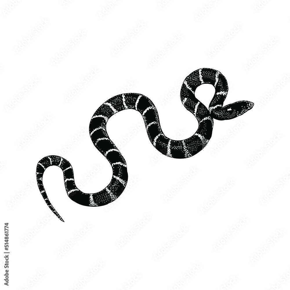 California Kingsnake hand drawing vector illustration isolated on ...