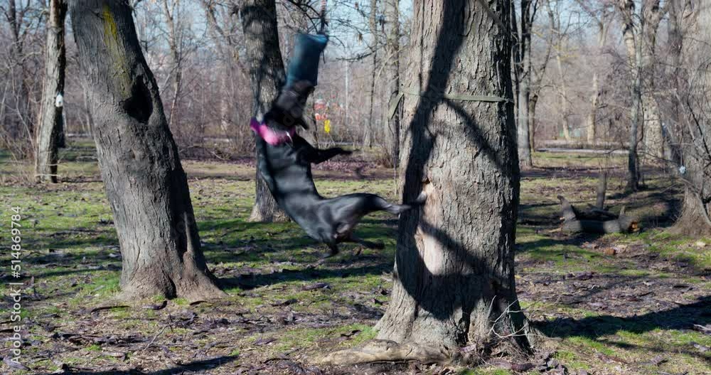 Active American pit bull terrier with cute pink collar jumps high up ...