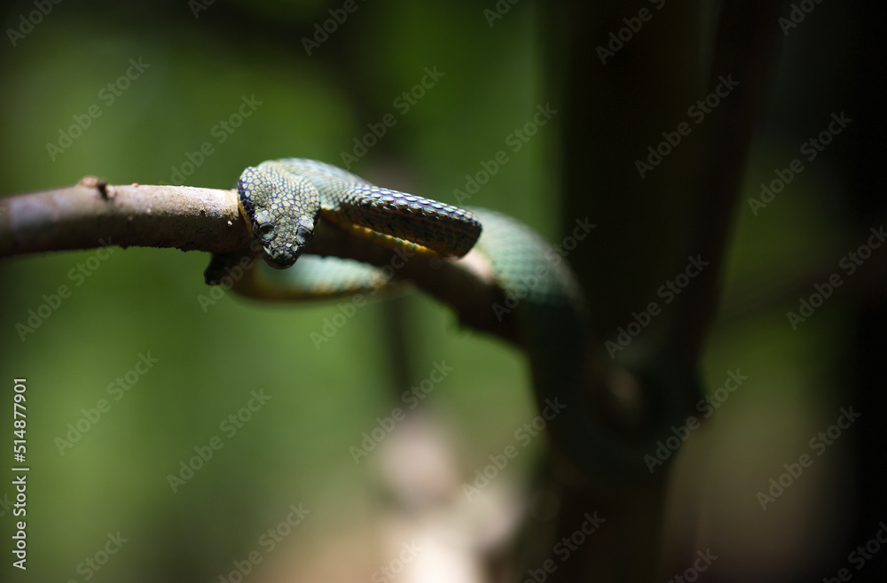 Snake basking on sun in the forest; basking snake; viper resting; green ...