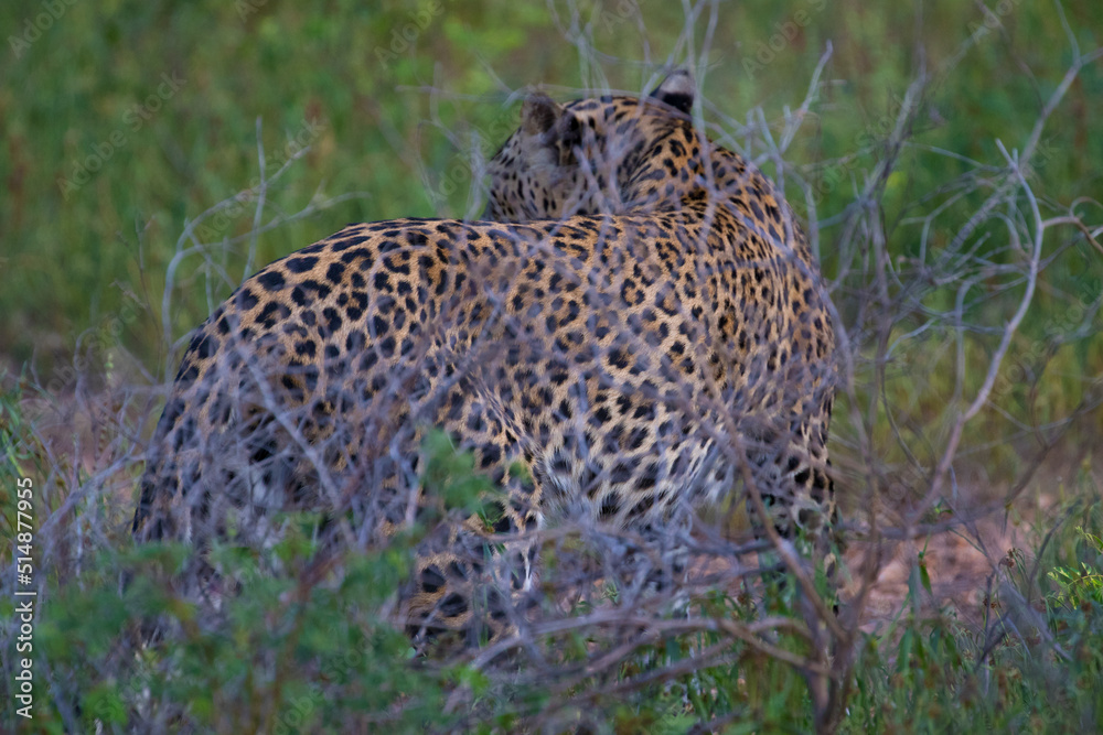 Leopard cub; leopard side view; leopard spot pattern; spot pattern of a ...
