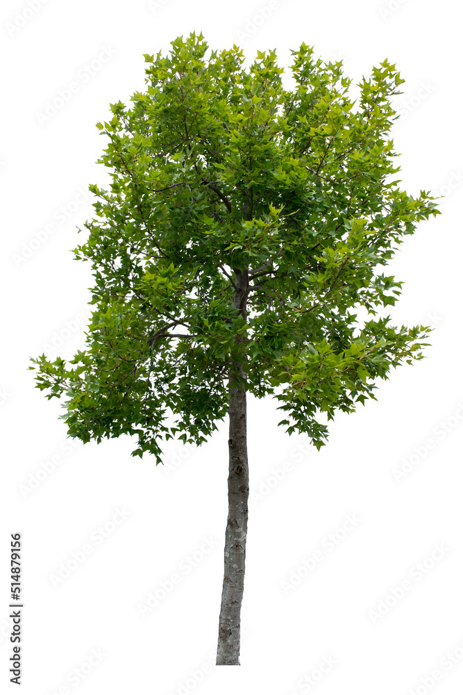 Trees isolated on white background, tropical trees isolated used for ...