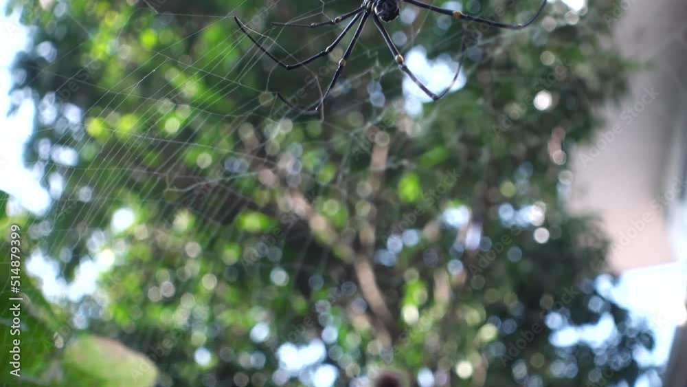 Vídeo do Stock: A close up shot of Nephila pilipes ,northern golden orb ...