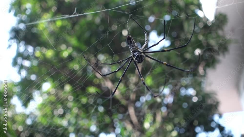 A close up shot of Nephila pilipes ,northern golden orb weaver or giant ...