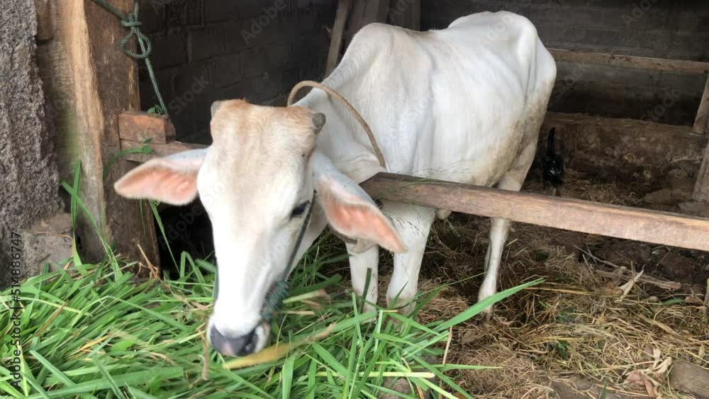 Ongole Crossbred cattle or Javanese Cow in Indonesia in traditional ...