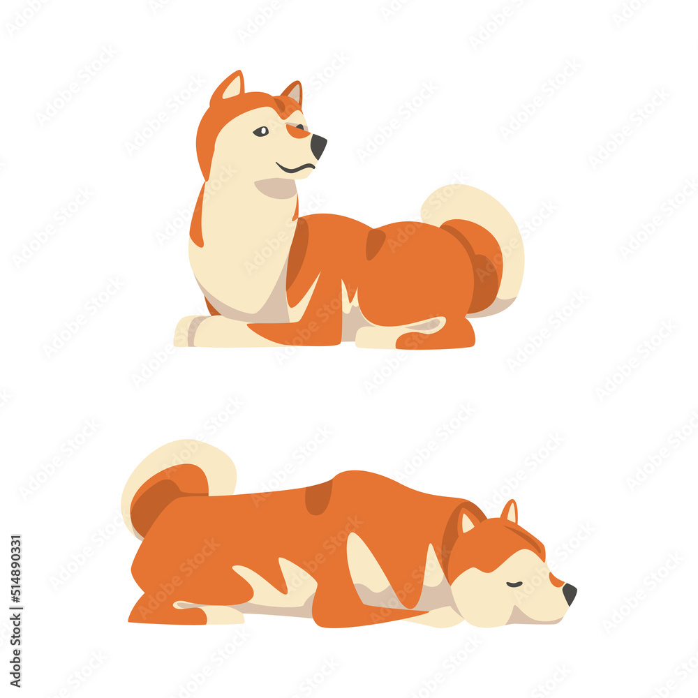 Shiba Inu as Japanese Breed of Hunting Dog with Prick Ears and Curled ...