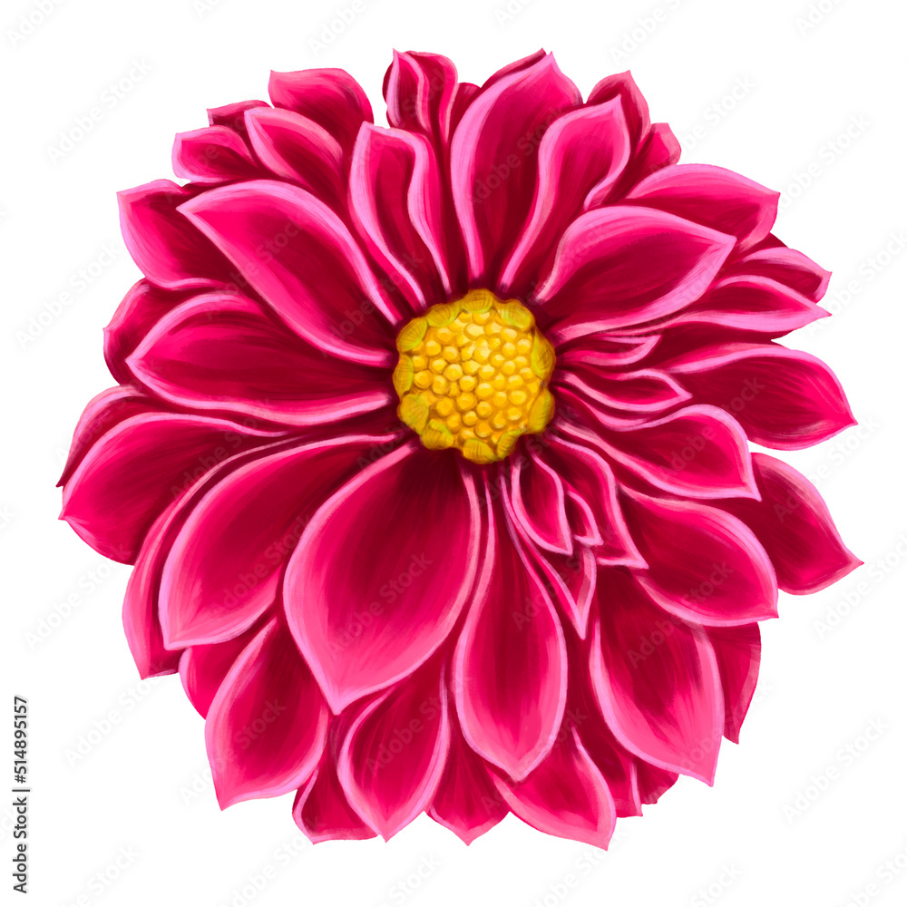 drawing flower of dahlia isolated at white background , hand drawn ...