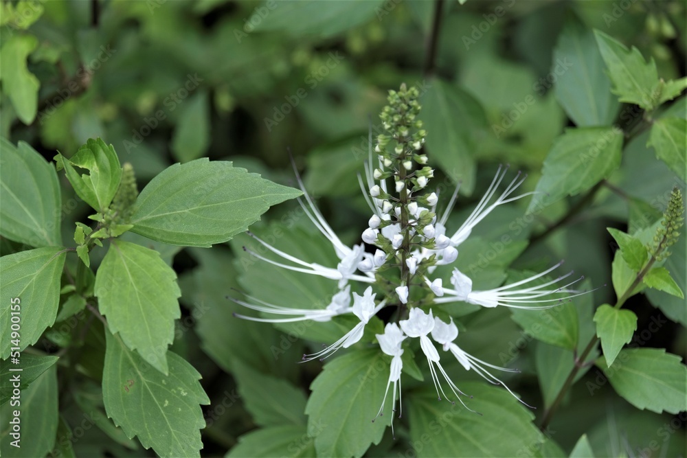 Orthosiphon aristatus is a plant species in the family of Lamiaceae ...