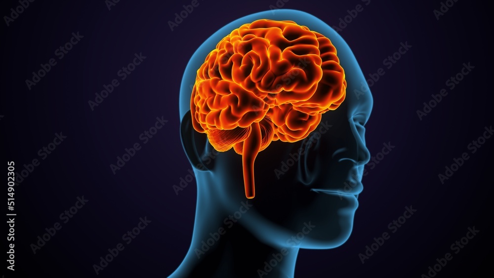 3dillustration of human male brain anatomy. Stock Illustration | Adobe ...