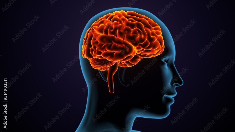 3dillustration of human male brain anatomy. Stock Illustration | Adobe ...