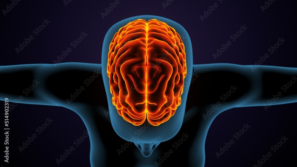 3dillustration of human male brain anatomy. Stock Illustration | Adobe ...