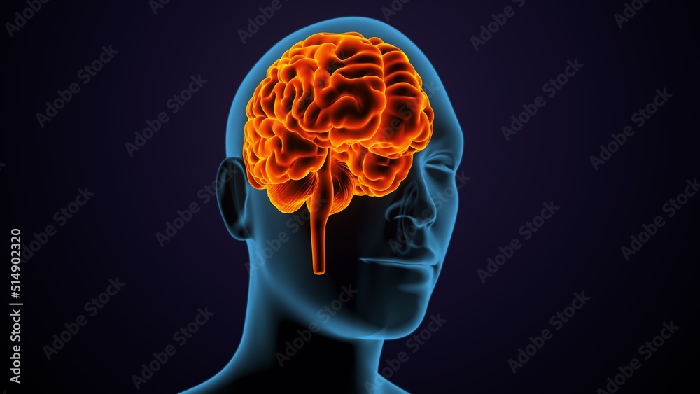 3dillustration of human male brain anatomy. Stock Illustration | Adobe ...