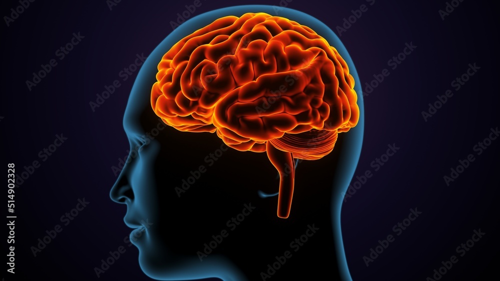 3dillustration of human male brain anatomy. Stock Illustration | Adobe ...