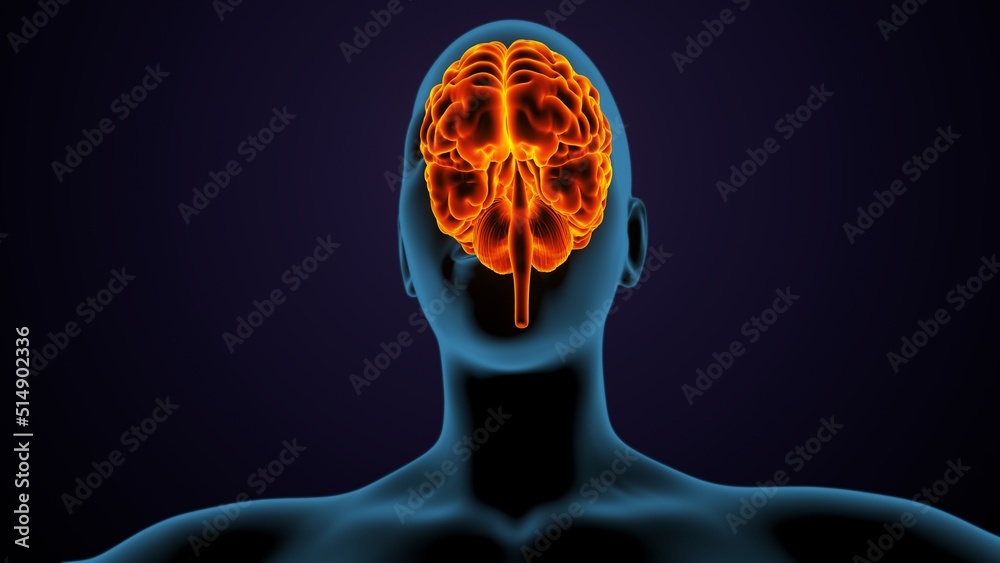3dillustration of human male brain anatomy. Stock Illustration | Adobe ...