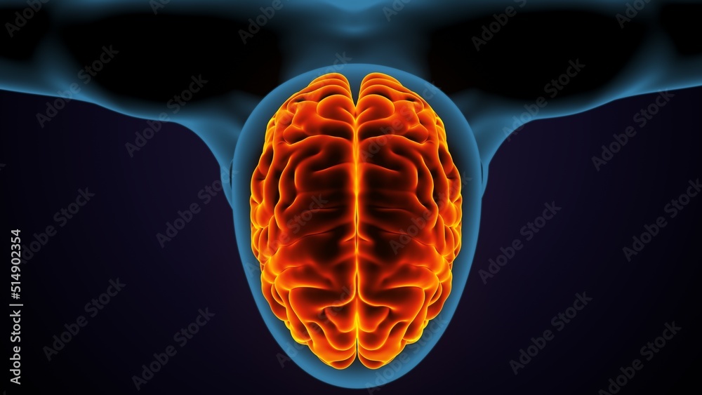 3dillustration of human male brain anatomy. ilustração do Stock | Adobe ...